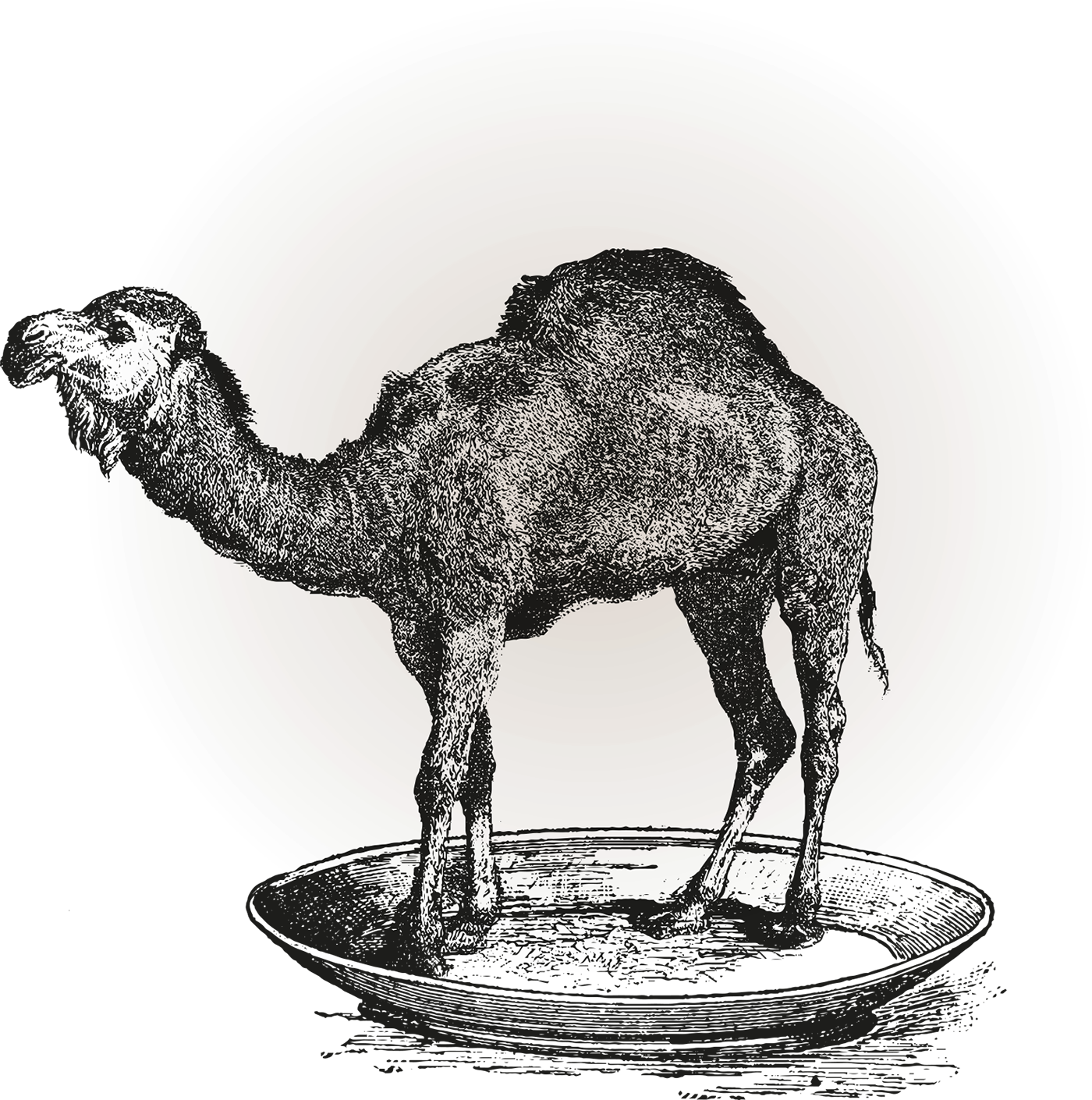 How Many Words In Arabic For Camel This Page Provides All Possible